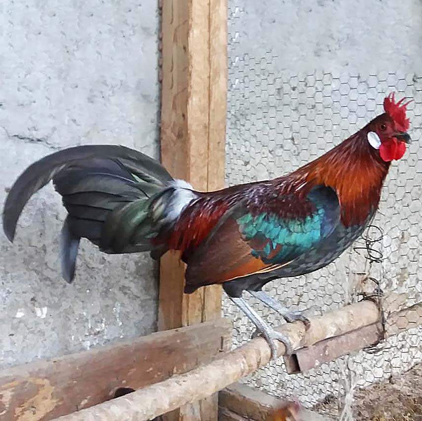 Red Junglefowl gallus gallus - Φάρμα Δίας